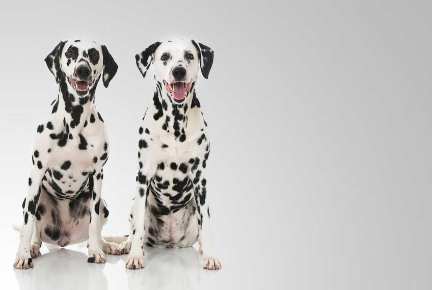Two Spotty Dogs - Gift Shops - 01472 451018 - Grimsby | thomsonlocal