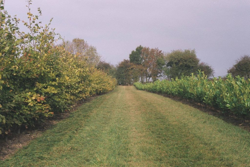 Beech and Laurel Hedging Ireland
