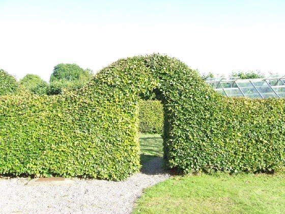 Beech and Laurel Hedging Ireland
